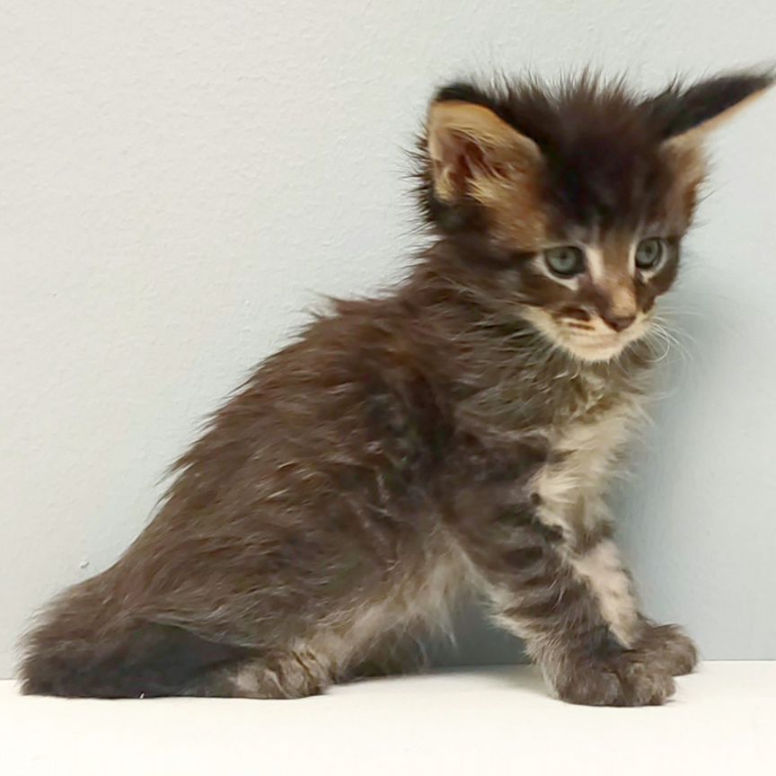 Мейн-кун котёнок