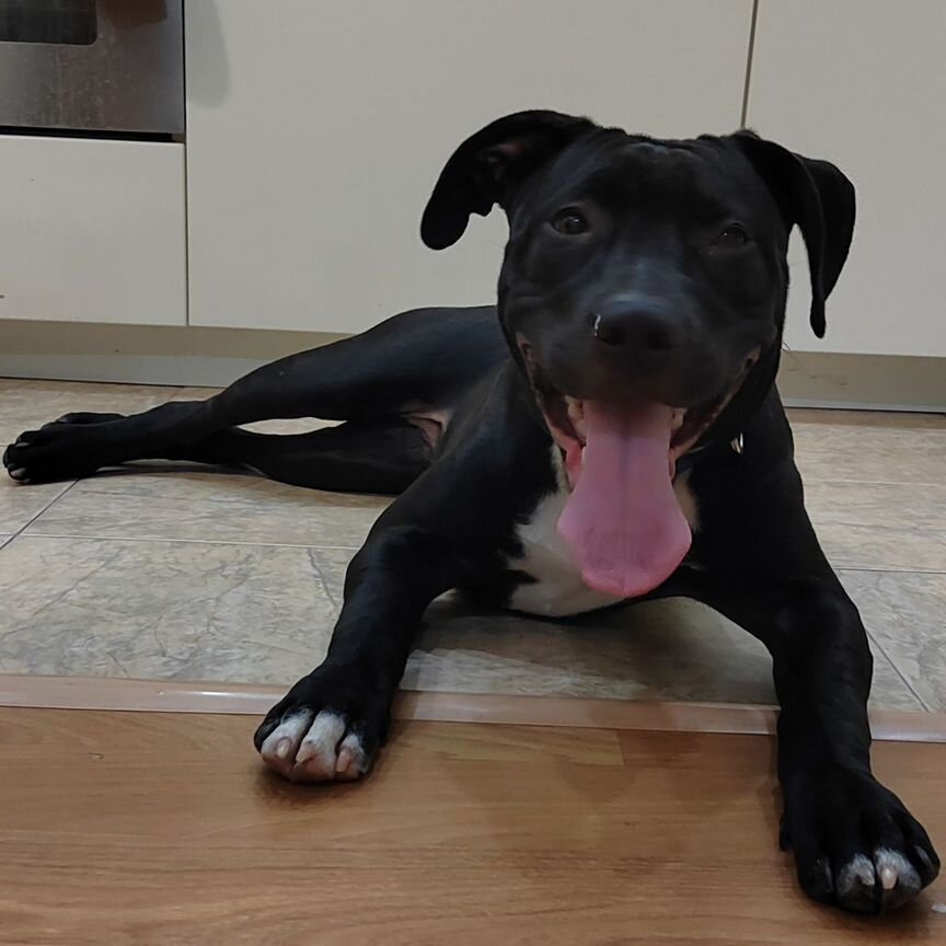 Стаффа"Девочка ищет семью