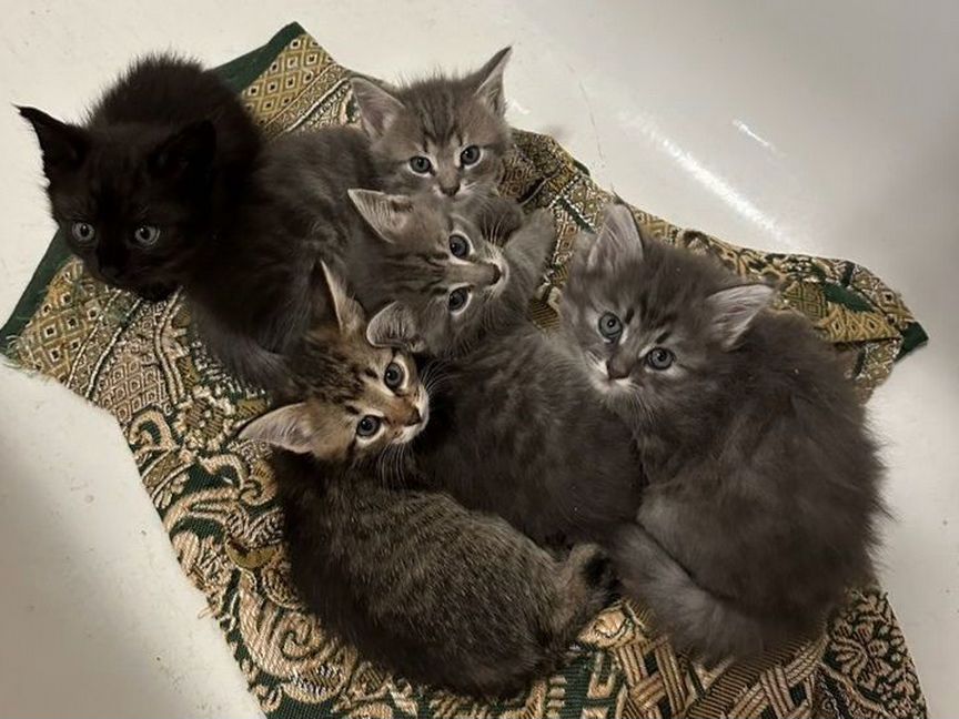 Отдам котят в добрые руки