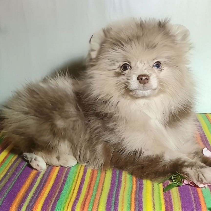 Померанский шпиц, щенок