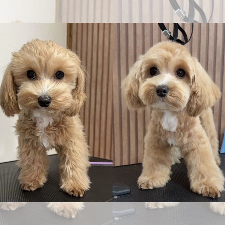 Мальтипу, щенок