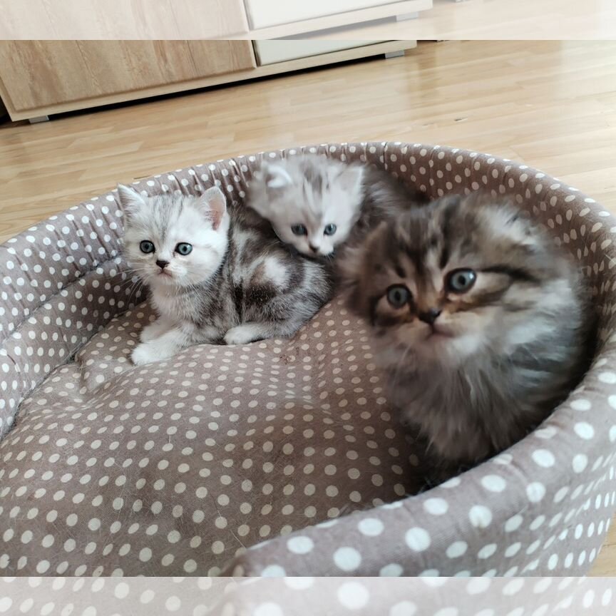 Шотландские вислоухие котята