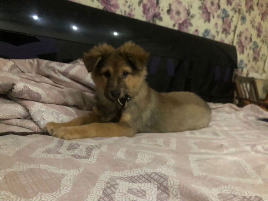 Собака в добрые руки отдам бесплатно