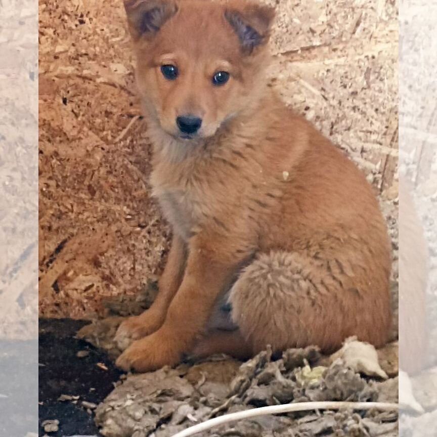 Щенок в добрые руки девочка