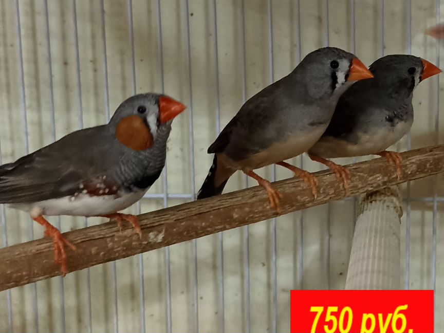 Попугаи волнистые, корелла, неразлучники, амадины