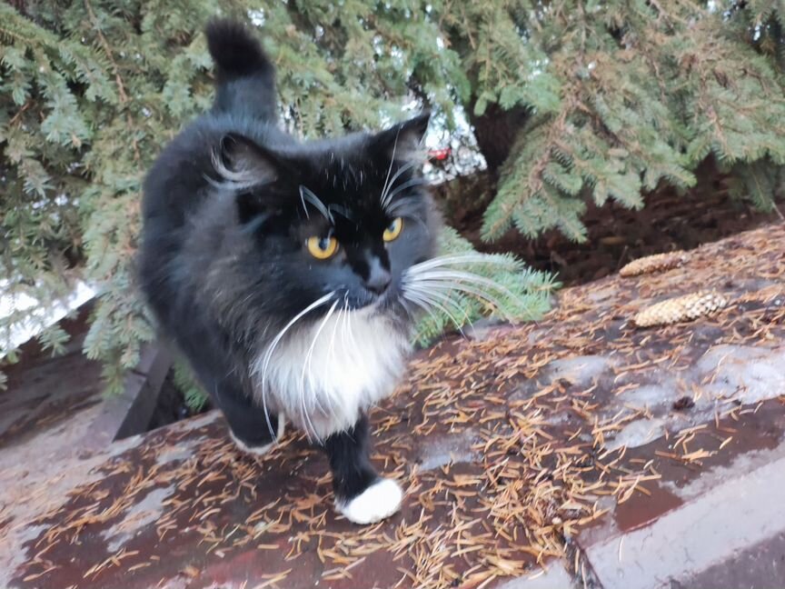 Котик ищет дом