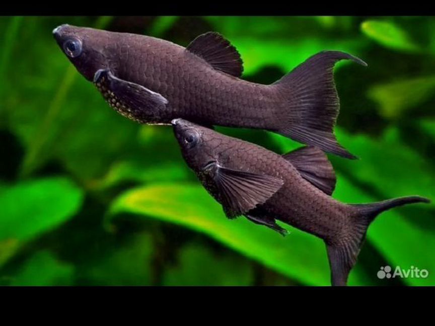 Мальки черной молинезии