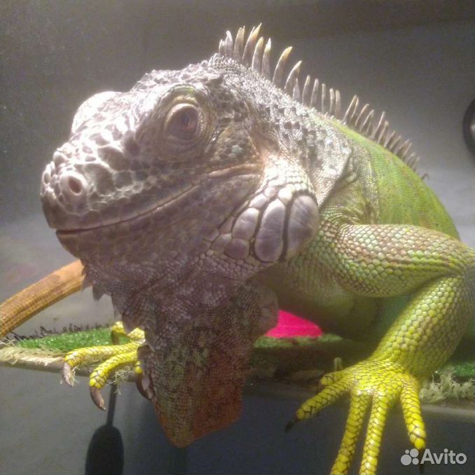 Большая зелёная ящерица в аренду