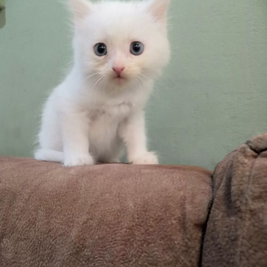 Отдам кота в добрые руки бесплатно