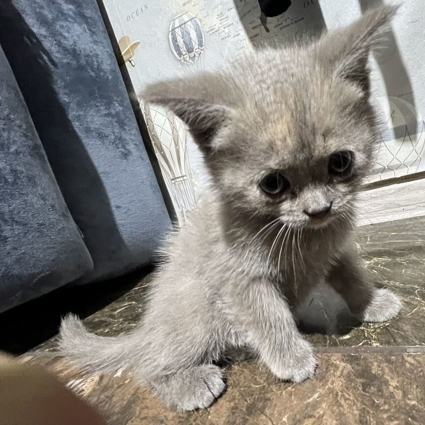 Шотландский прямоухий короткошёрстный котёнок