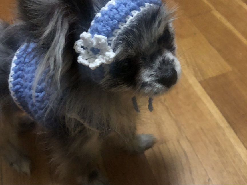 Одежда для маленьких собак