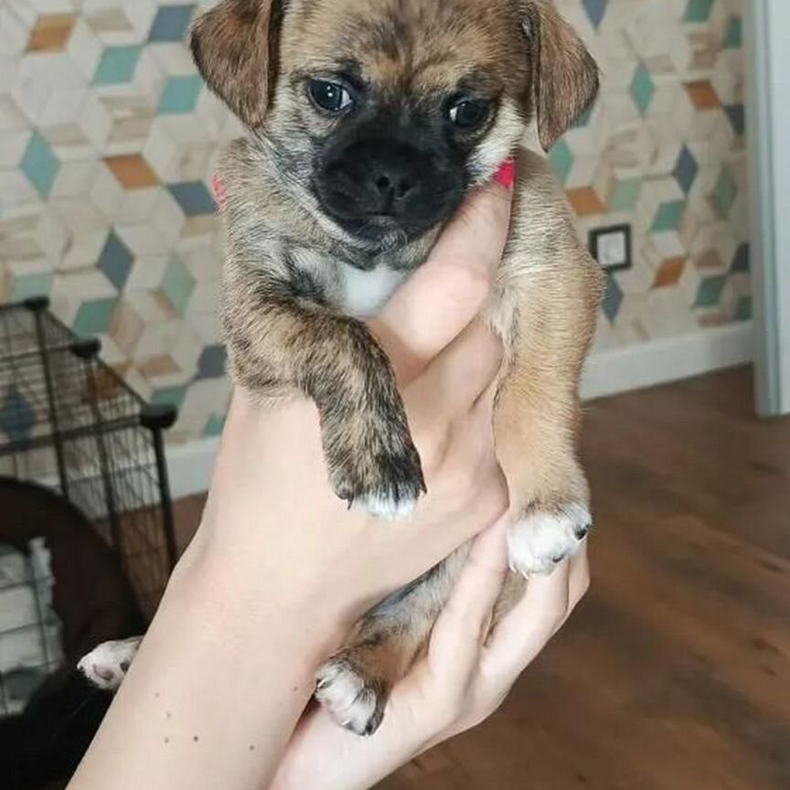 Чихуахуа, щенок