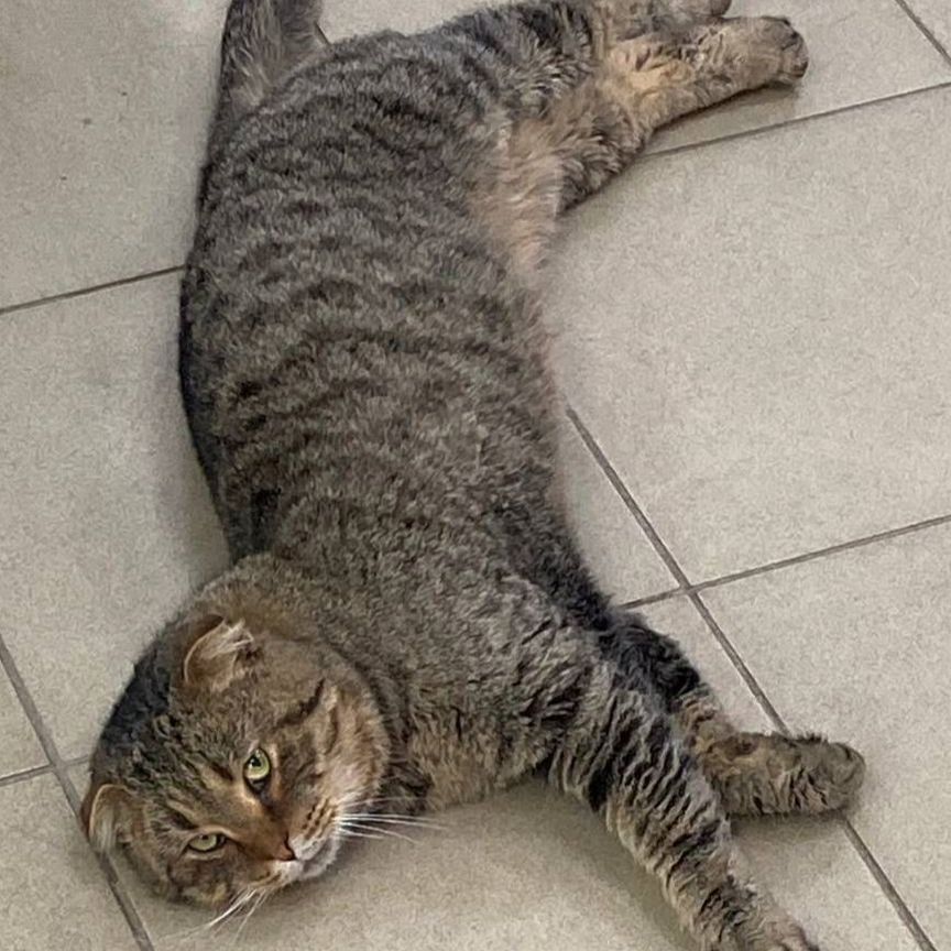 Котик ищет дом