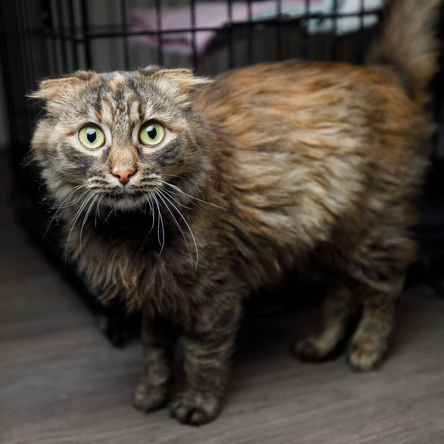 Кошечка лишилась дома