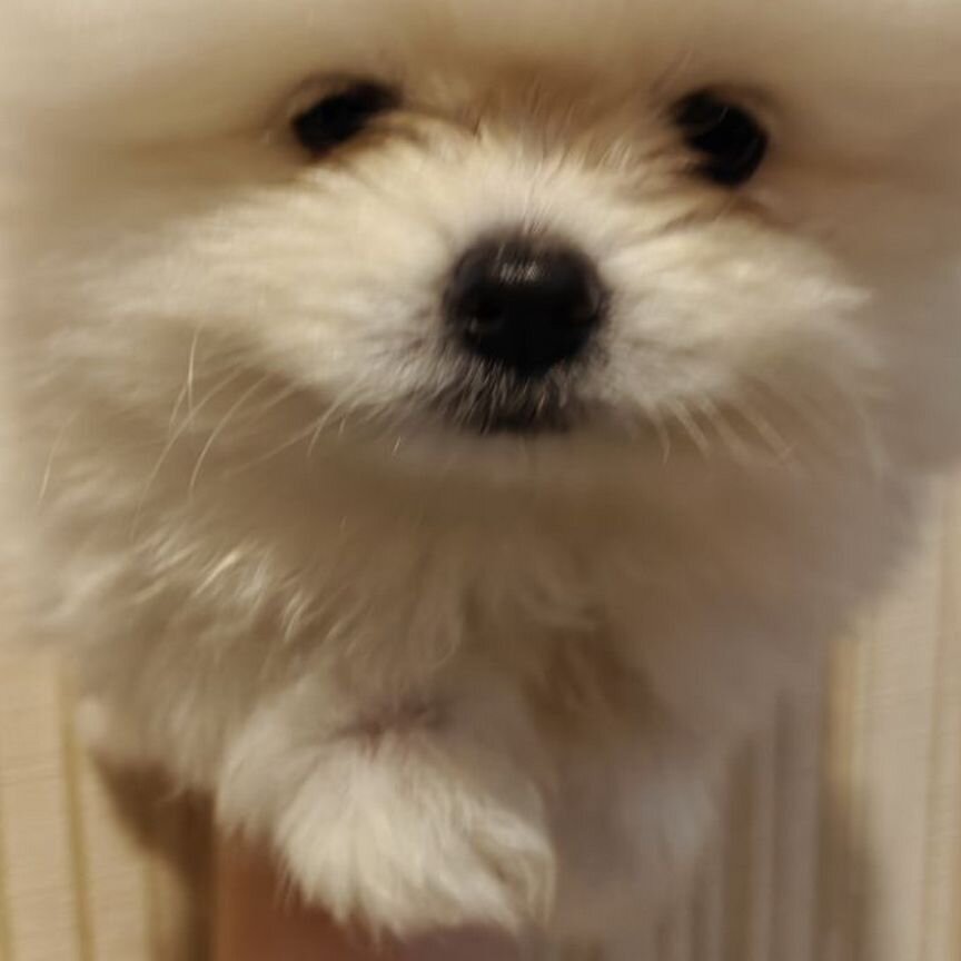 Померанский шпиц, щенок