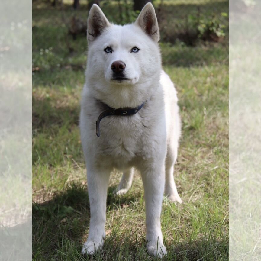 Сибирский хаски, взрослая собака