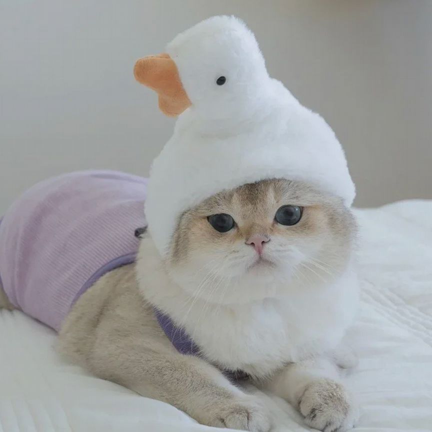 Плюшевая шапка для кошек
