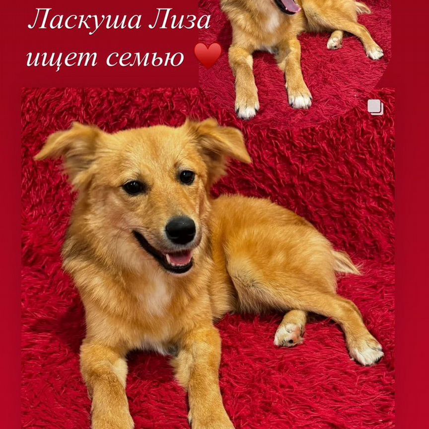 Лисичка, только с лучшими задатками