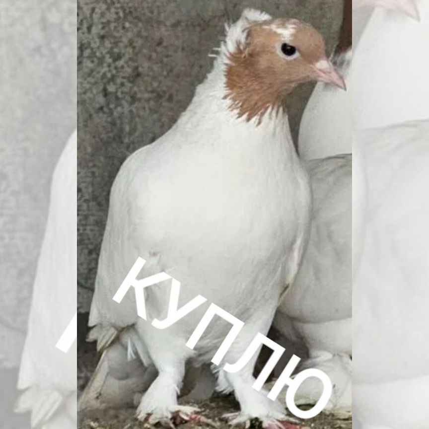 Голубь бойный