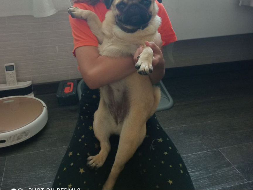 Мопс девочка, 3.5 года