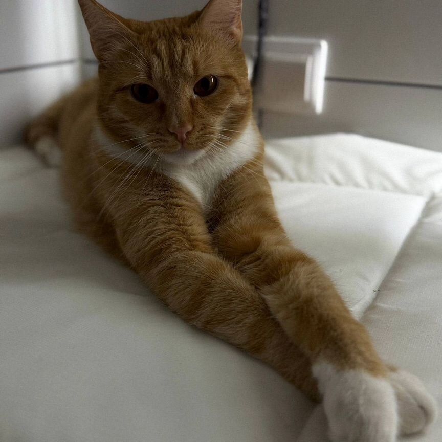 Взрослый кот в добрые руки