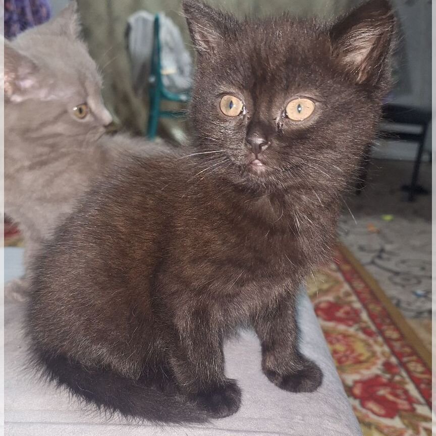 Британский короткошёрстный котёнок