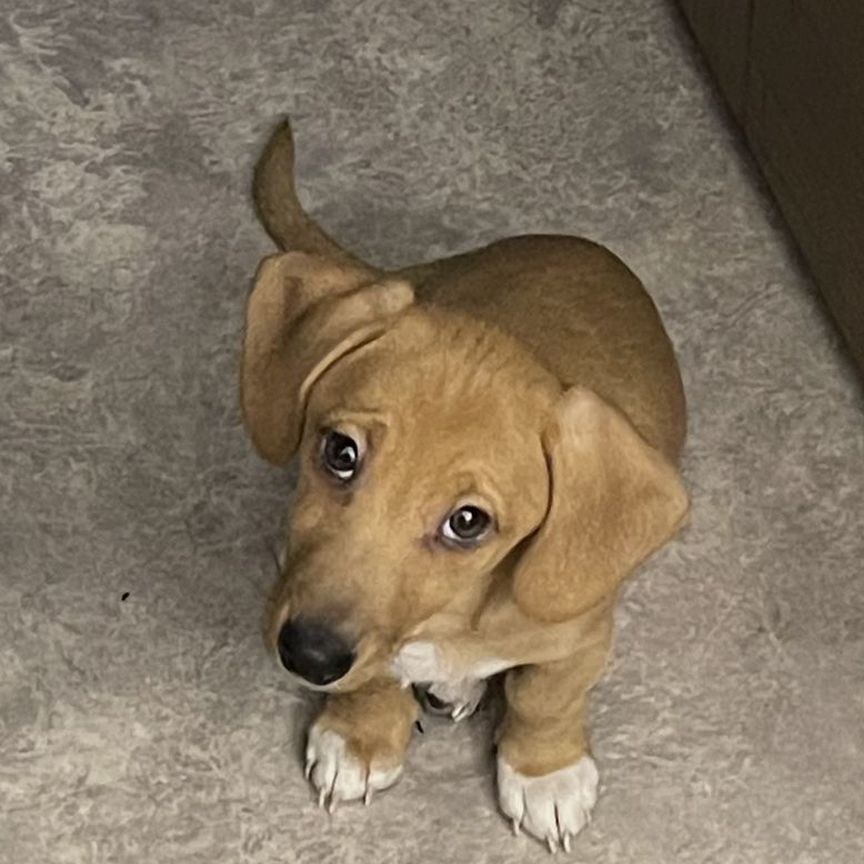 Русский той-терьер, взрослый пёс