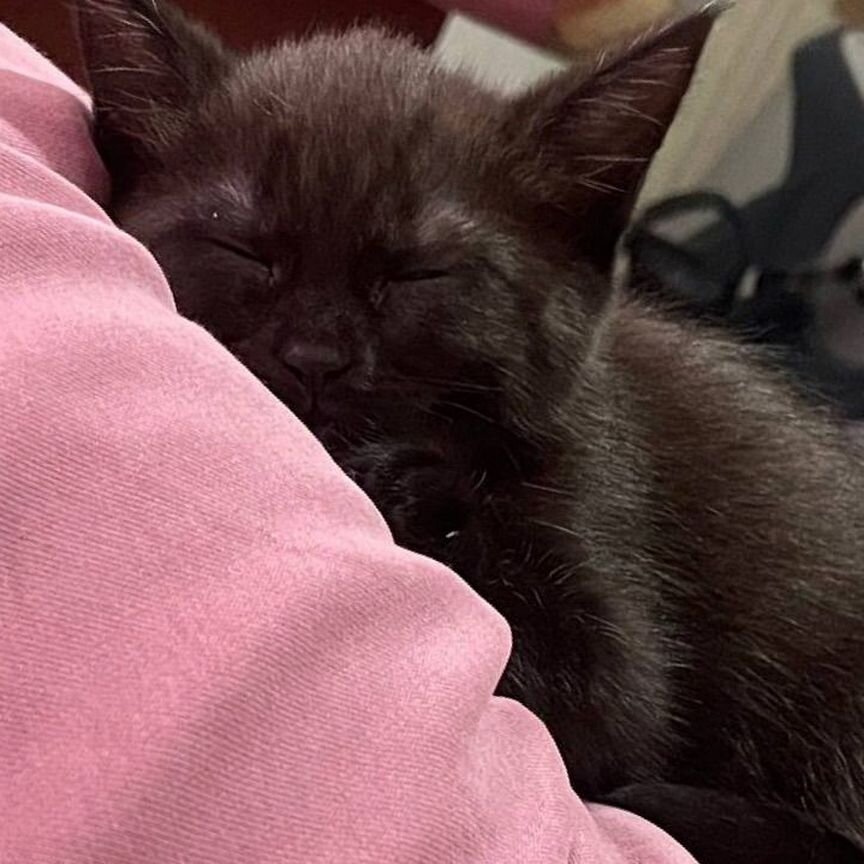 Котенок в добрые руки