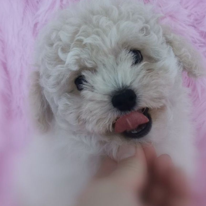 Мальтипу, щенок