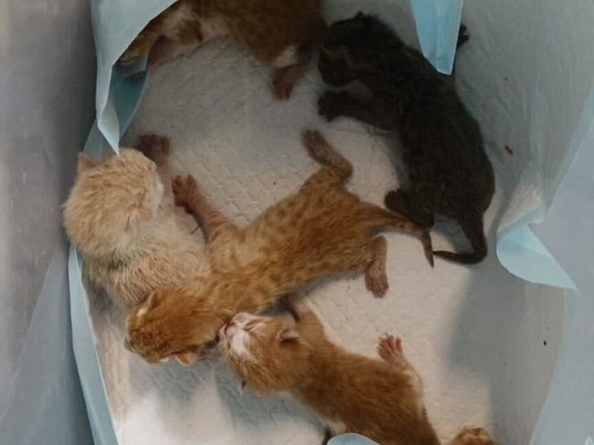 Котята ищут дом