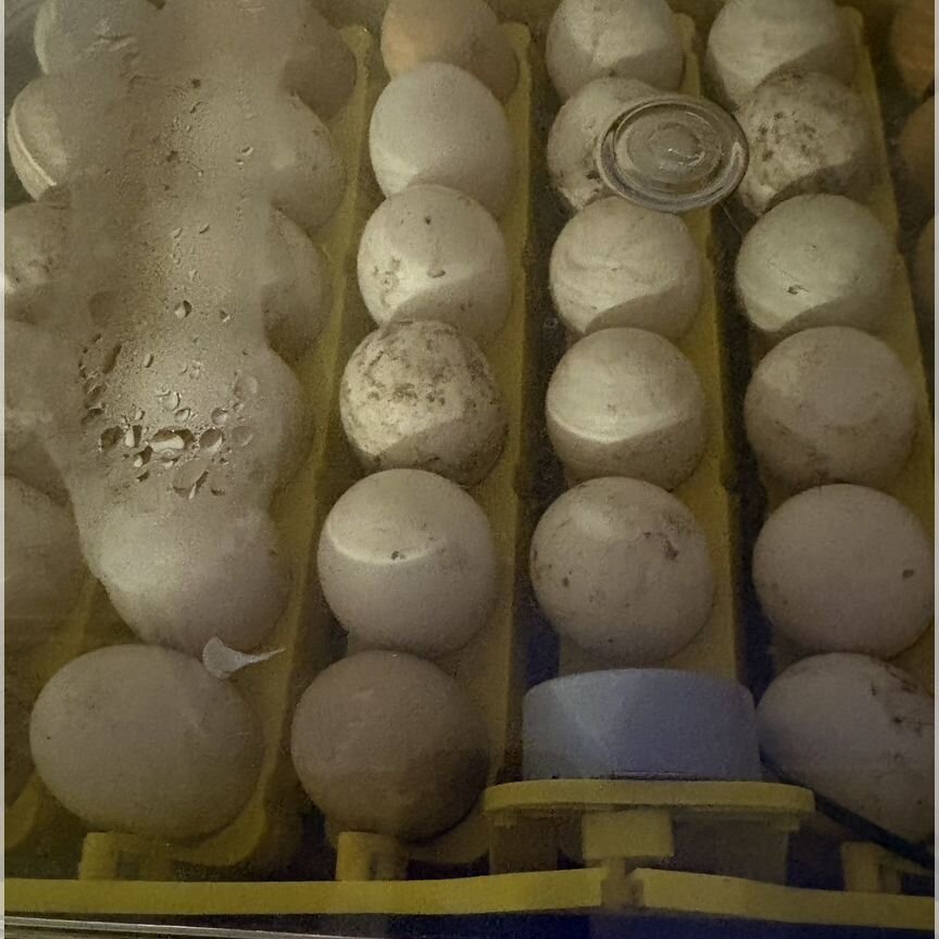 Инкубационное яйцо