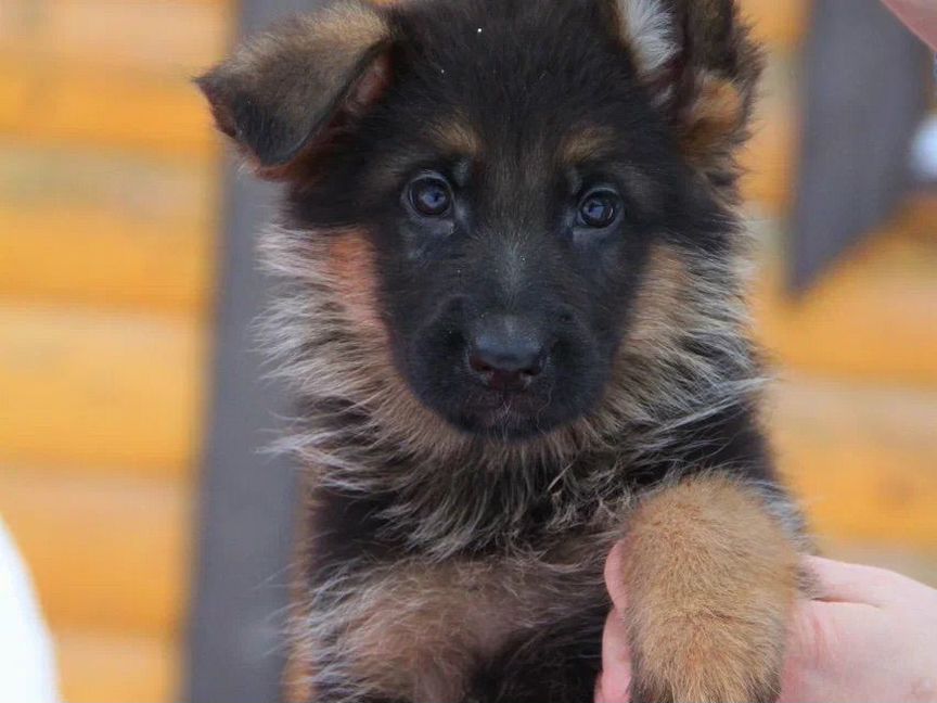 Щенки немецкой овчарки. Кобели и суки