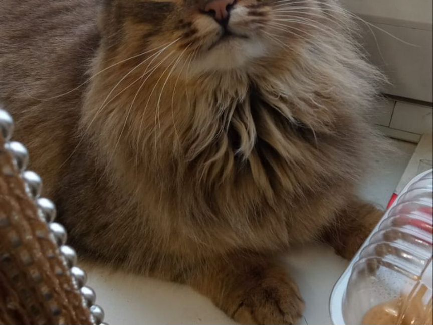 Кот Кузя ищет дом
