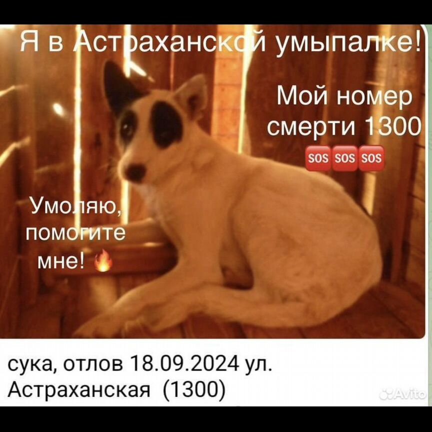 Спасите собаку от смерти