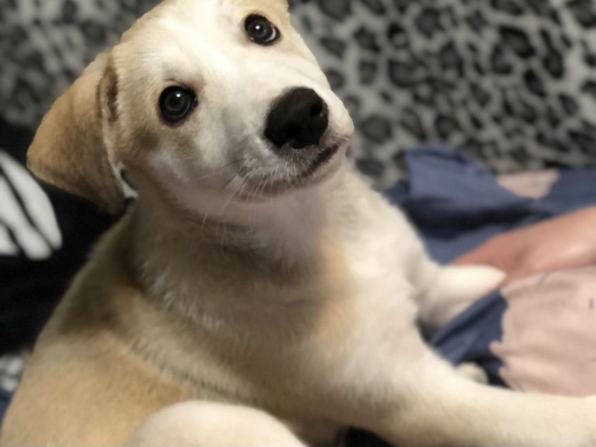 Щенок помесь маламута