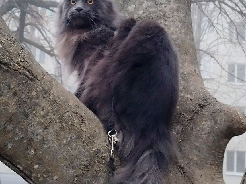 Мейн-кун. Вязка. Документы