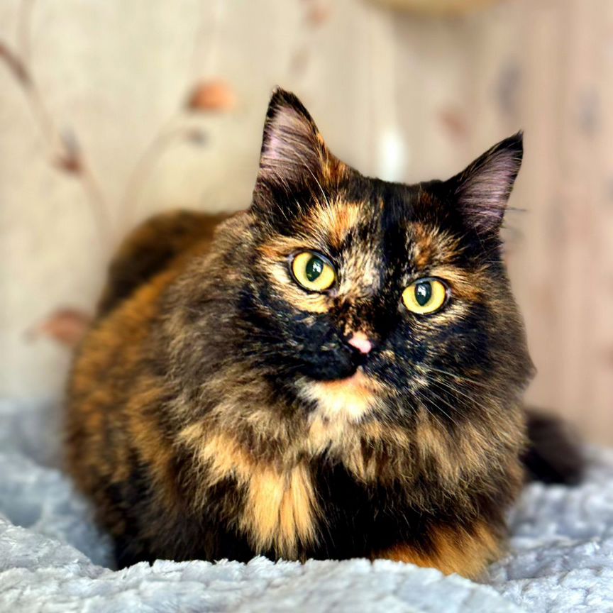 Диана 1,5 годика в добрые руки