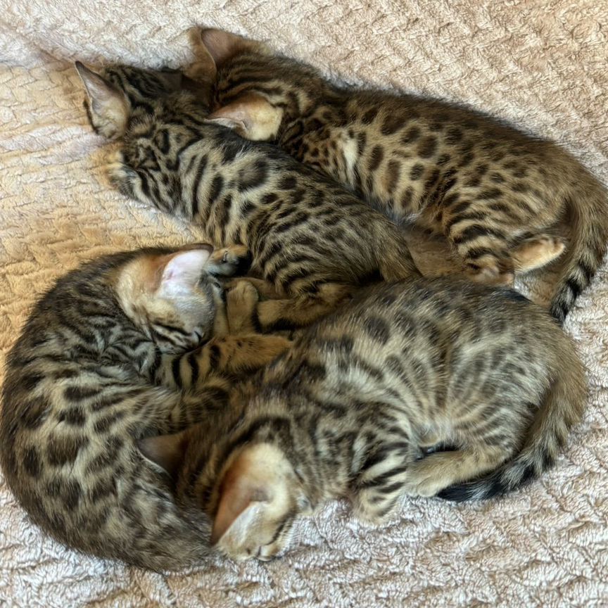 Бенгальские котята