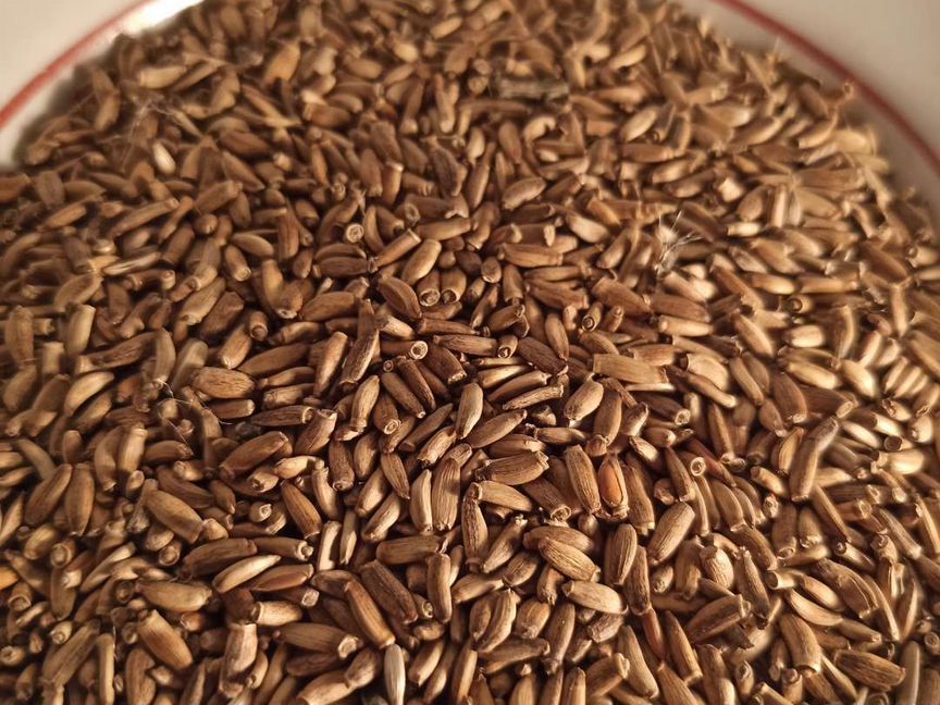 Семена расторопши для печени