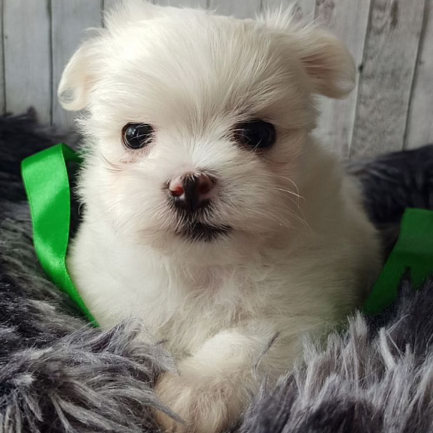 Мальтийская болонка, щенок