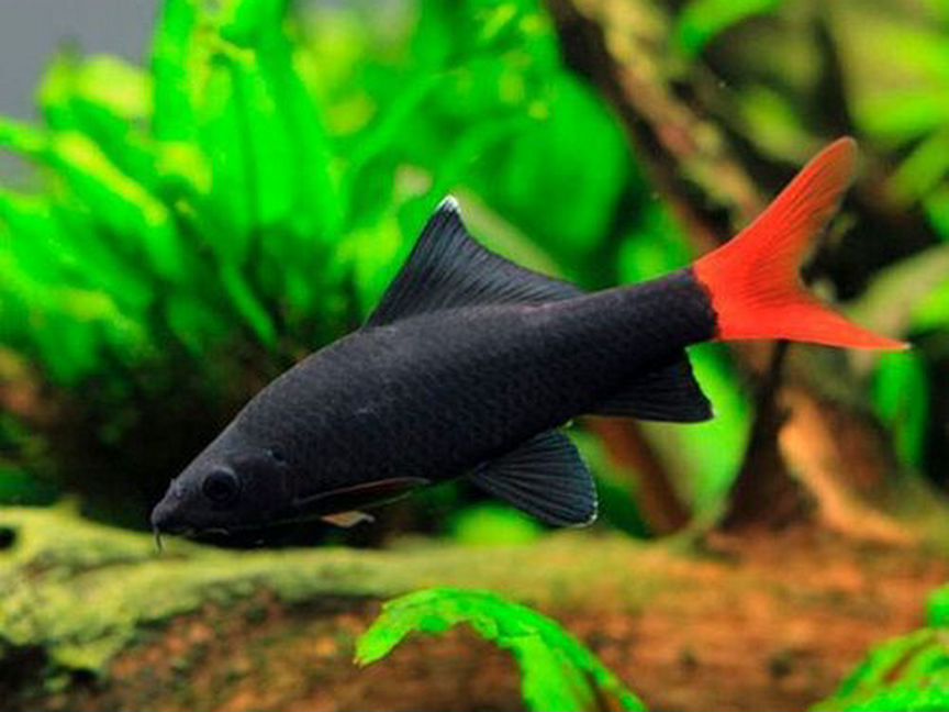 Лабео черный