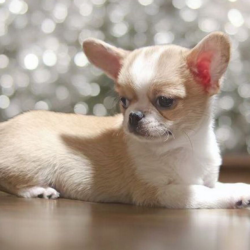 Чихуахуа, щенок