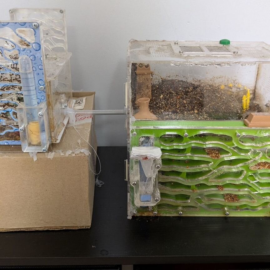 Формикарий с муравьями