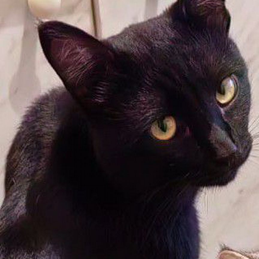 Кот черныш
