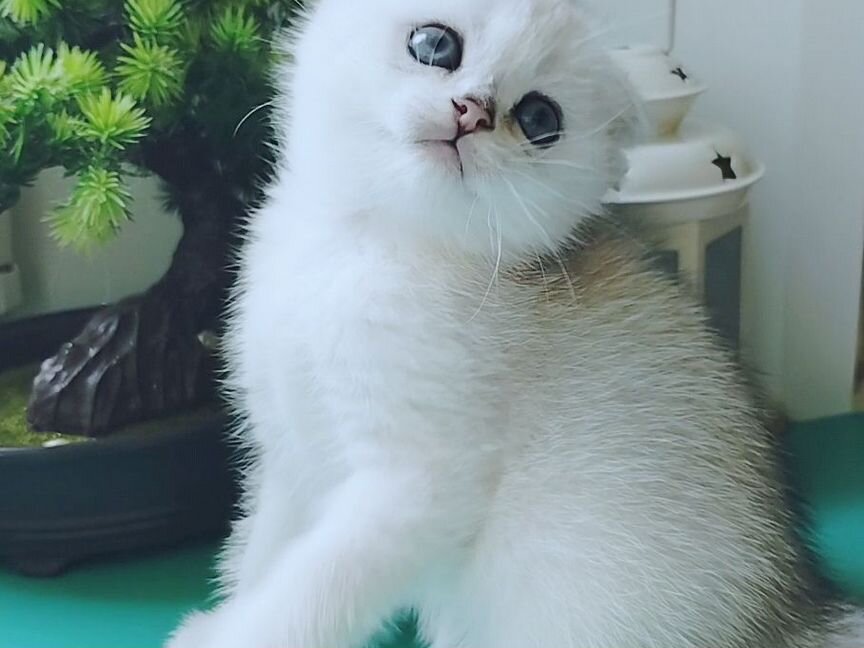 Шотландские котята
