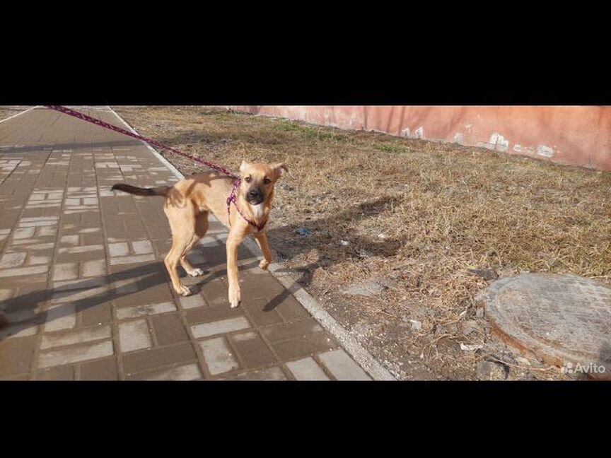 Собака в добрые руки