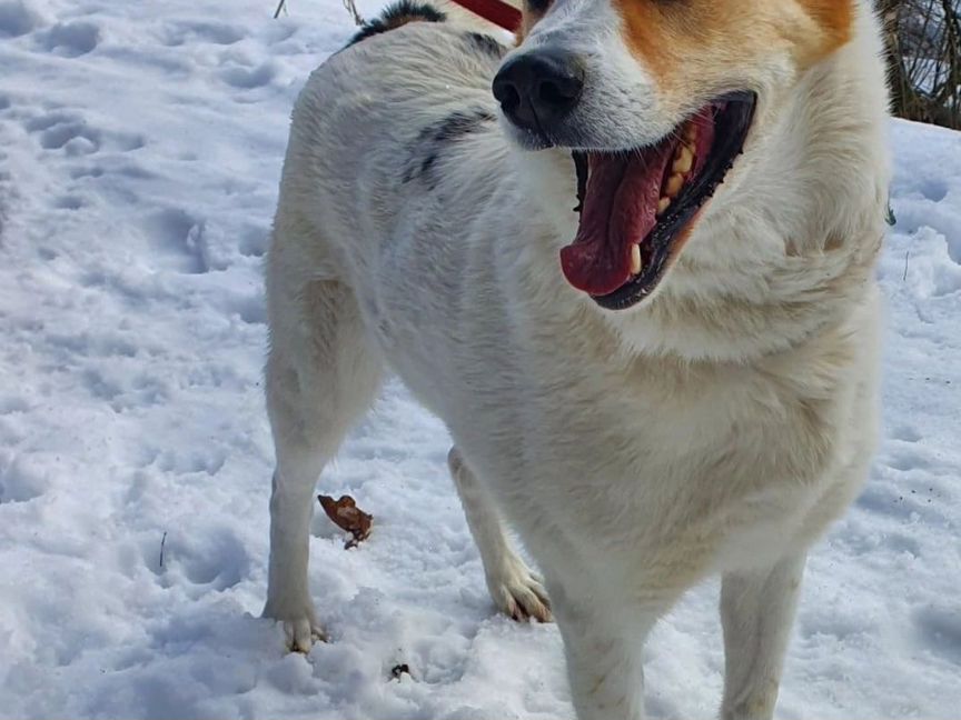 Собака в добрые руки