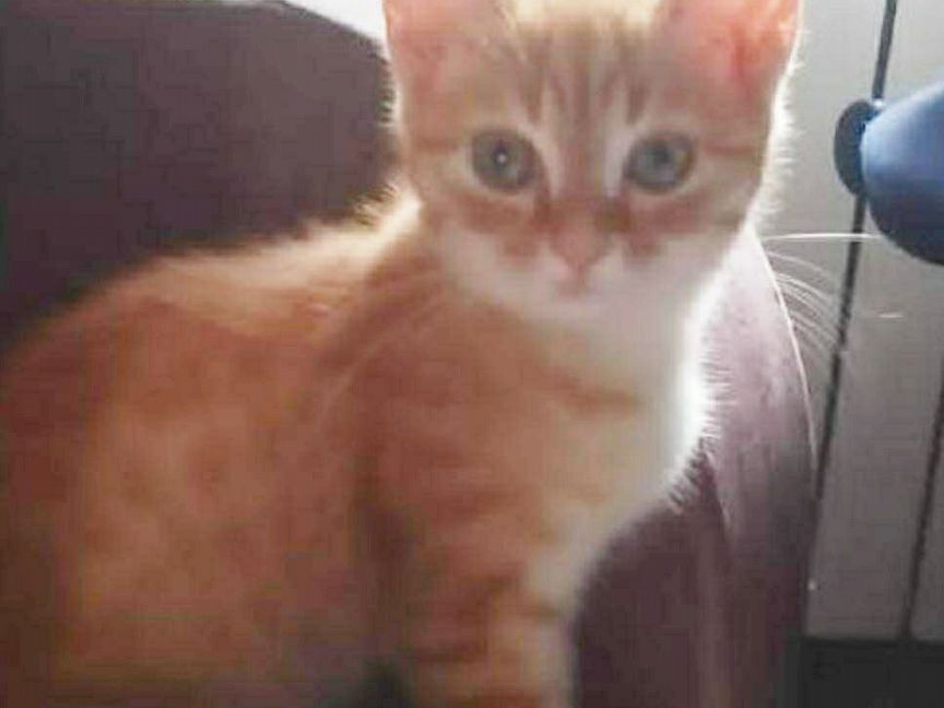 Котенок мальчик 2,5 месяца