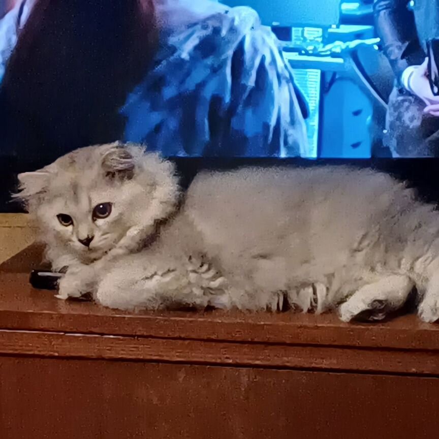 Шотландский длинношерстный кот