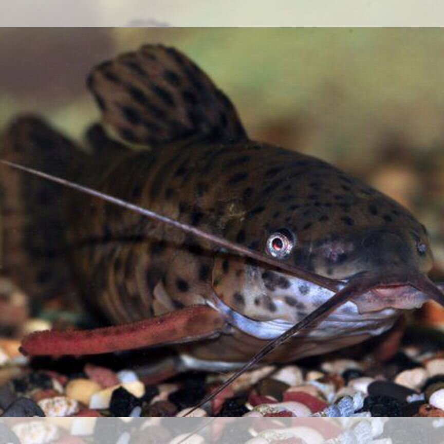 Сом таракатум